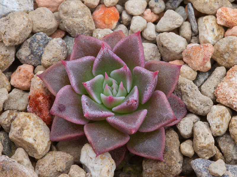 Graptopetalum bellum / Tacitus bellus - Wachstum und Pflege - Seite 5