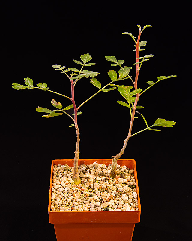 Pachycormus discolor